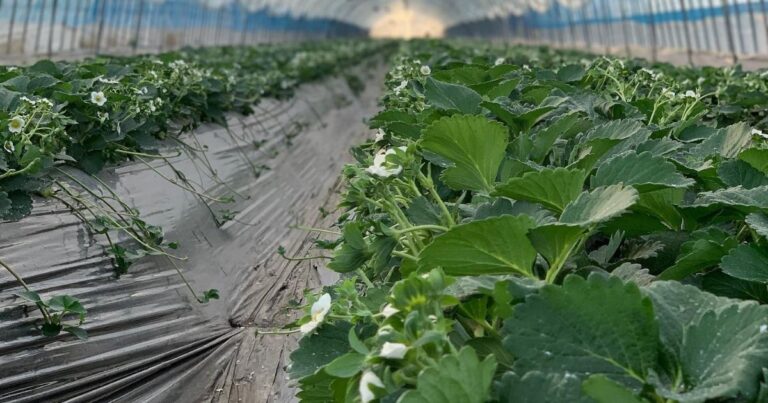 希少品種のとちひめが味わえる！栃木県真岡市「猪野さんちのいちご農園」
